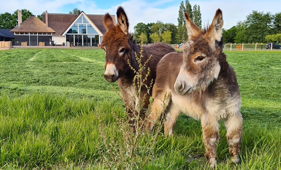 Natuurboerderij - Tante Tokkie